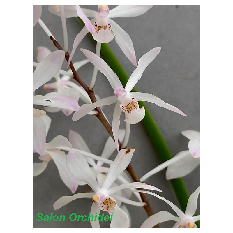 Holcoglossum subulifolium x Vanda christensonia (FS)