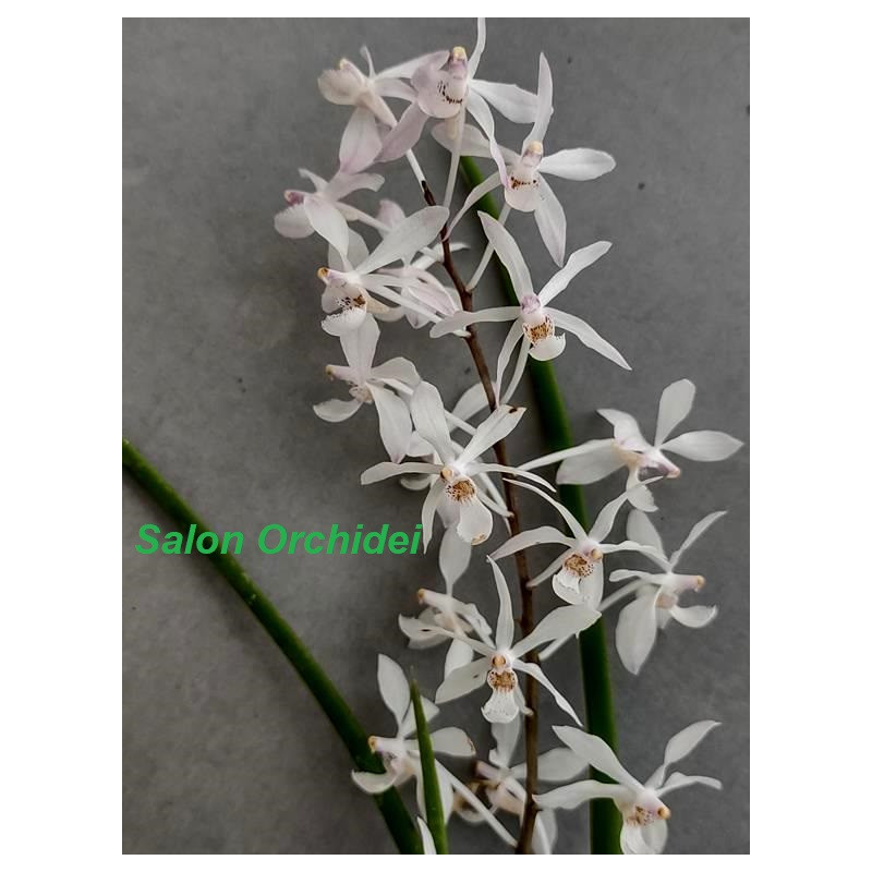 Holcoglossum subulifolium x Vanda christensonia (FS)