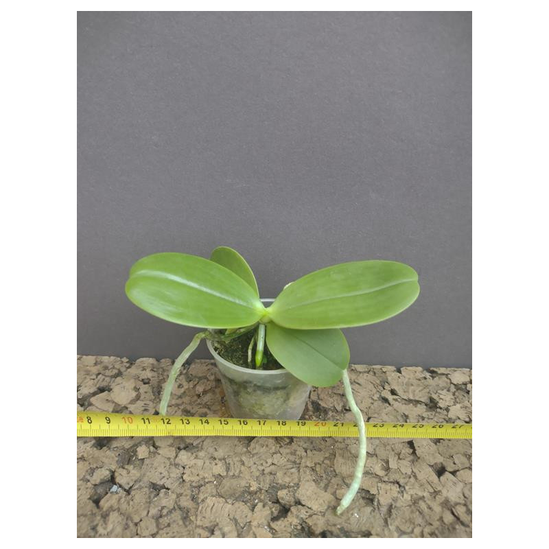 Phalaenopsis cornu cervi Chattaladae x javanica (NFS) Phalaenopsis cornu cervi Chattaladae x javanica (NFS)