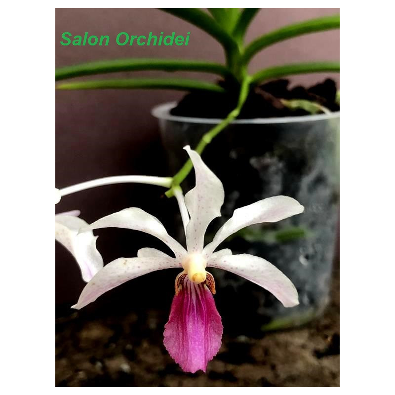 Vanda lamellata calayana x Holcoglossum kimballianum (FS)