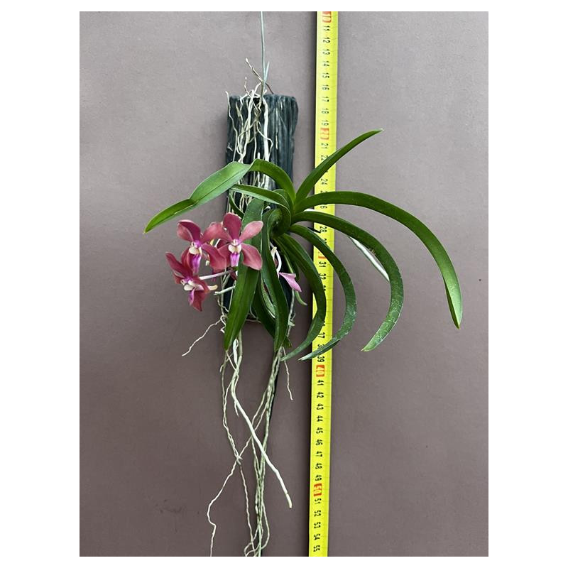(Vanda denisoniana x falcata) x Ascocentrum curvifolium (FS)