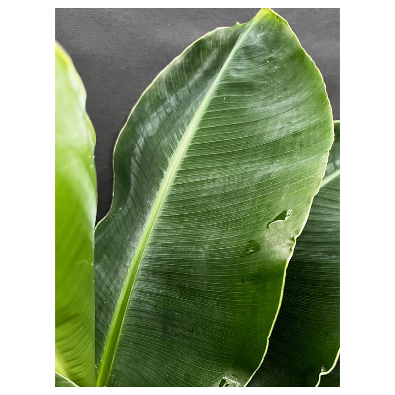 Bananowiec Musa acuminata ‘Dwarf Cavendish’ 25 cm