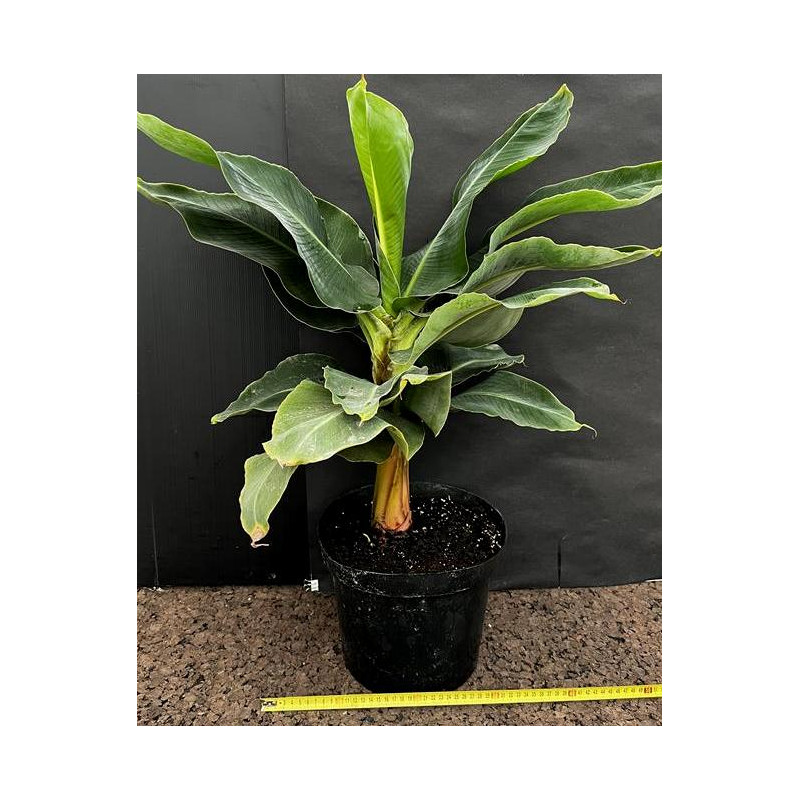 Bananowiec Musa acuminata ‘Dwarf Cavendish’ 80 cm