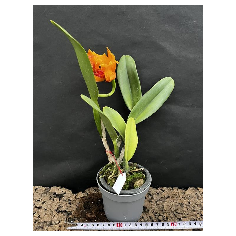 Rlc. NP Gold (FS)