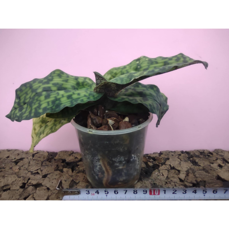 Paphiopedilum jackii (FS)