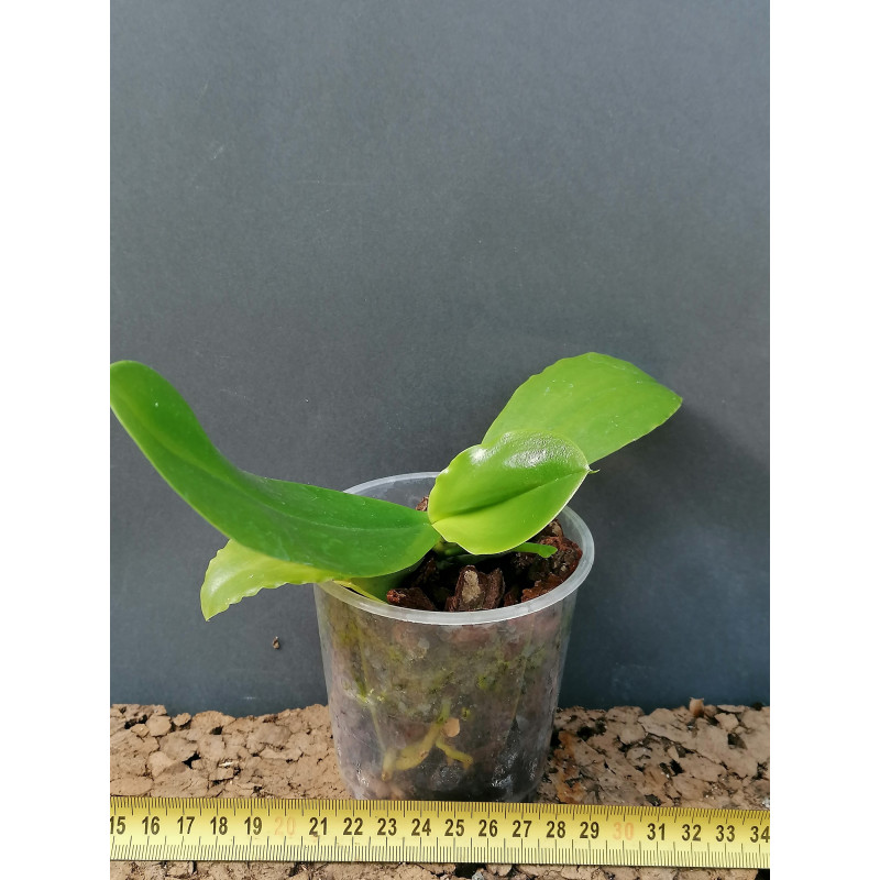 Phalaenopsis (mannii flava x amboinensis flava) x amboinensis var ... Phalaenopsis (mannii flava x amboinensis flava) x amboinensis var ...