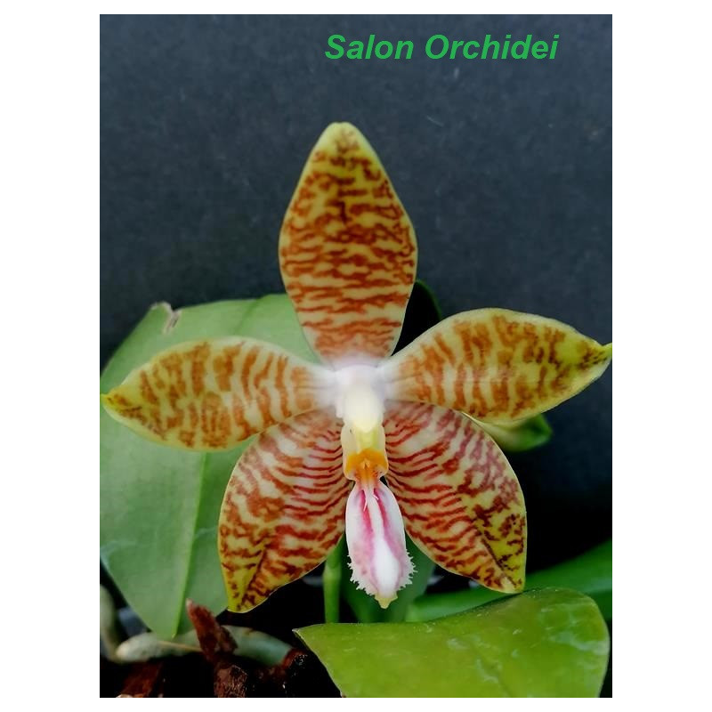Phalaenopsis (mannii flava x amboinensis flava) x amboinensis var ... Phalaenopsis (mannii flava x amboinensis flava) x amboinensis var ...