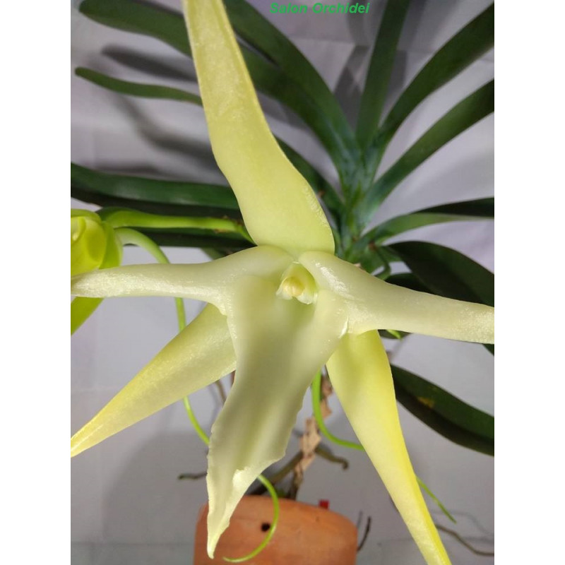Angraecum